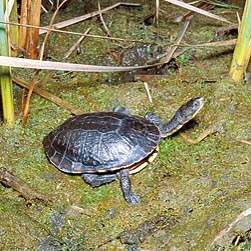 Chelodina longicollis - Monaco Nature Encyclopedia