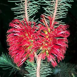 Calothamnus quadrifidus - Monaco Nature Encyclopedia