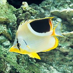 Chaetodon ephippium - Monaco Nature Encyclopedia