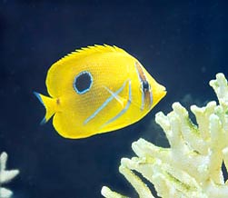 Chaetodon bennetti - Monaco Nature Encyclopedia