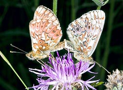 Clossiana titania - Monaco Nature Encyclopedia