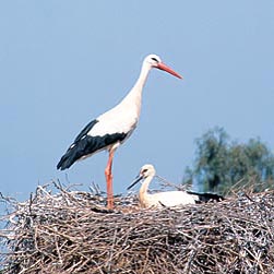 Ciconia ciconia - Monaco Nature Encyclopedia