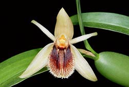 Orchidaceae Archivi - Monaco Nature Encyclopedia