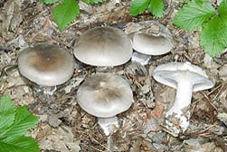 Clitocybe nebularis - Monaco Nature Encyclopedia