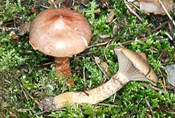 Chroogomphus rutilus - Monaco Nature Encyclopedia