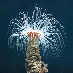 Cerianthus membranaceus - Monaco Nature Encyclopedia