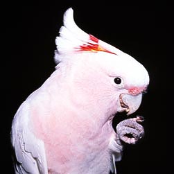 Cacatuidae Archivi - Monaco Nature Encyclopedia