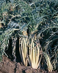 Cynara cardunculus - Monaco Nature Encyclopedia