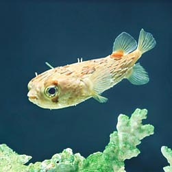 Diodon holocanthus - Monaco Nature Encyclopedia