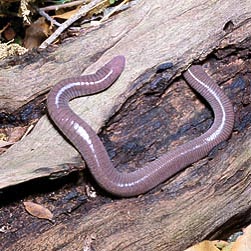 Dermophis mexicanus - Monaco Nature Encyclopedia