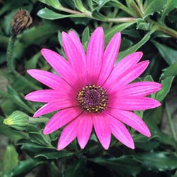 Dimorphotheca jucunda - Monaco Nature Encyclopedia