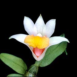 Dendrobium bellatulum - Monaco Nature Encyclopedia