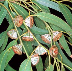 Eucalyptus globulus - Monaco Nature Encyclopedia