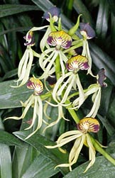 Prosthechea cochleata - Monaco Nature Encyclopedia
