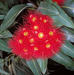 Corymbia ficifolia - Monaco Nature Encyclopedia
