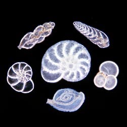 Foraminifera - Monaco Nature Encyclopedia