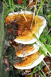 Fomitopsis pinicola - Monaco Nature Encyclopedia