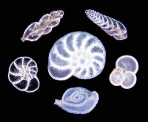 Foraminifera - Monaco Nature Encyclopedia
