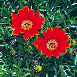 Gazania krebsiana - Monaco Nature Encyclopedia