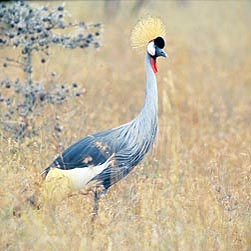 Balearica regulorum - Monaco Nature Encyclopedia