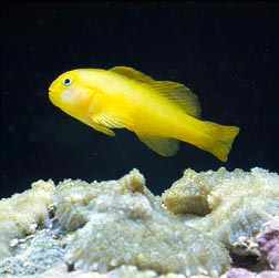 Gobiodon okinawae - Monaco Nature Encyclopedia