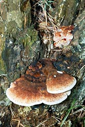 Ischnoderma benzoinum - Monaco Nature Encyclopedia