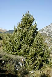 Juniperus oxycedrus - Monaco Nature Encyclopedia
