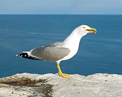 Larus michahellis - Monaco Nature Encyclopedia