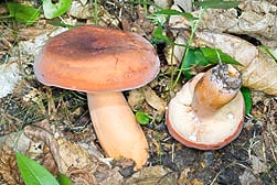 Lactarius volemus - Monaco Nature Encyclopedia
