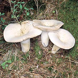 Lactarius piperatus - Monaco Nature Encyclopedia