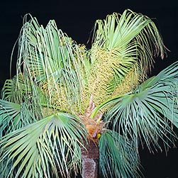 Livistona chinensis - Monaco Nature Encyclopedia