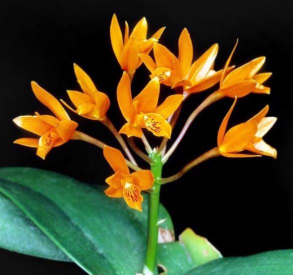 Guarianthe aurantiaca - Monaco Nature Encyclopedia