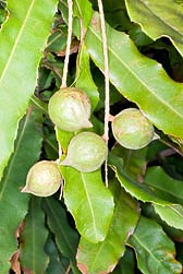 Macadamia tetraphylla - Monaco Nature Encyclopedia