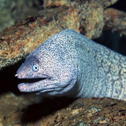 Muraena helena - Monaco Nature Encyclopedia