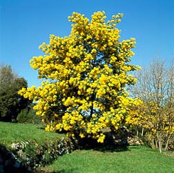 Acacia dealbata - Monaco Nature Encyclopedia