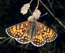 Melitaea athalia - Monaco Nature Encyclopedia