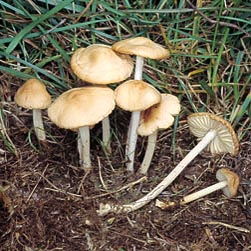 Marasmius oreades - Monaco Nature Encyclopedia