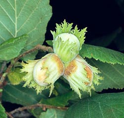 Corylus avellana - Monaco Nature Encyclopedia