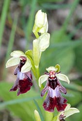 Ophrys insectifera - Monaco Nature Encyclopedia