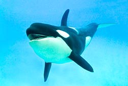 Orcinus orca - Monaco Nature Encyclopedia