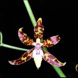 Oncidium maculatum - Monaco Nature Encyclopedia