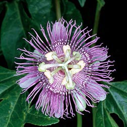 Passifloraceae Archivi - Monaco Nature Encyclopedia