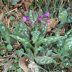 Pulmonaria officinalis - Monaco Nature Encyclopedia