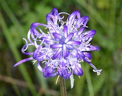 Phyteuma orbiculare - Monaco Nature Encyclopedia