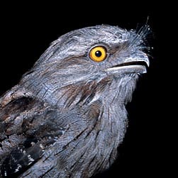Podargus strigoides - Monaco Nature Encyclopedia
