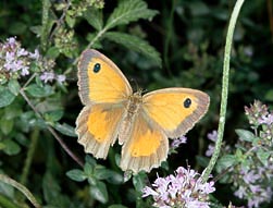 Pyronia tithonus - Monaco Nature Encyclopedia