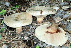Paxillus involutus - Monaco Nature Encyclopedia