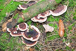 Phellodon tomentosus - Monaco Nature Encyclopedia