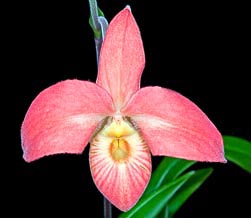 Phragmipedium besseae - Monaco Nature Encyclopedia