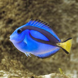 Paracanthurus Hepatus